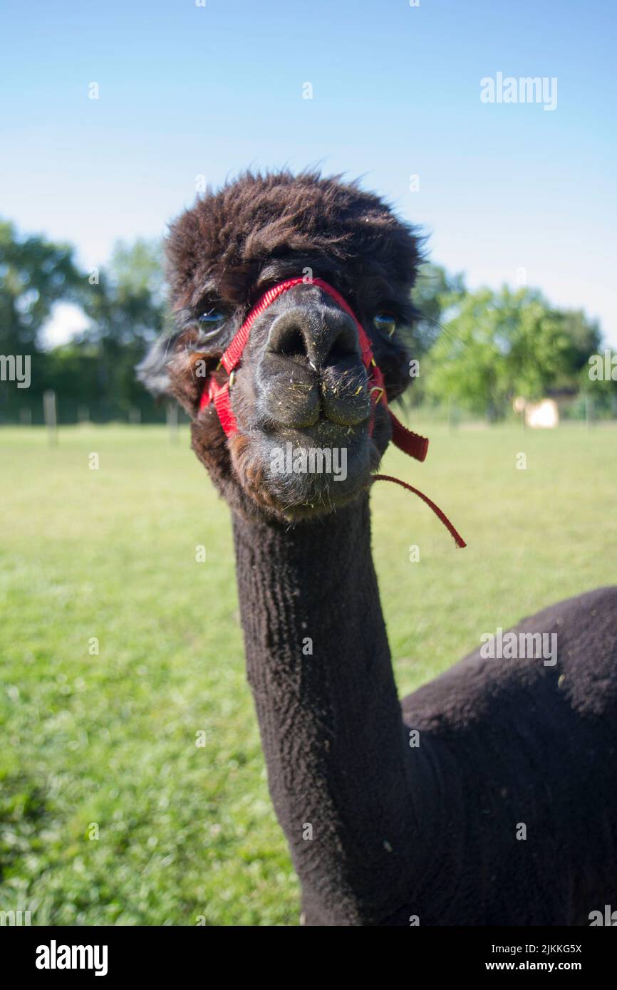 A vertical closeup shot of a black alpaca's head and neck Stock Photo ...