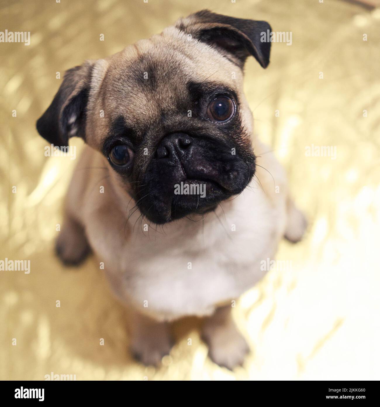 Pug nose hi-res stock photography and images - Alamy