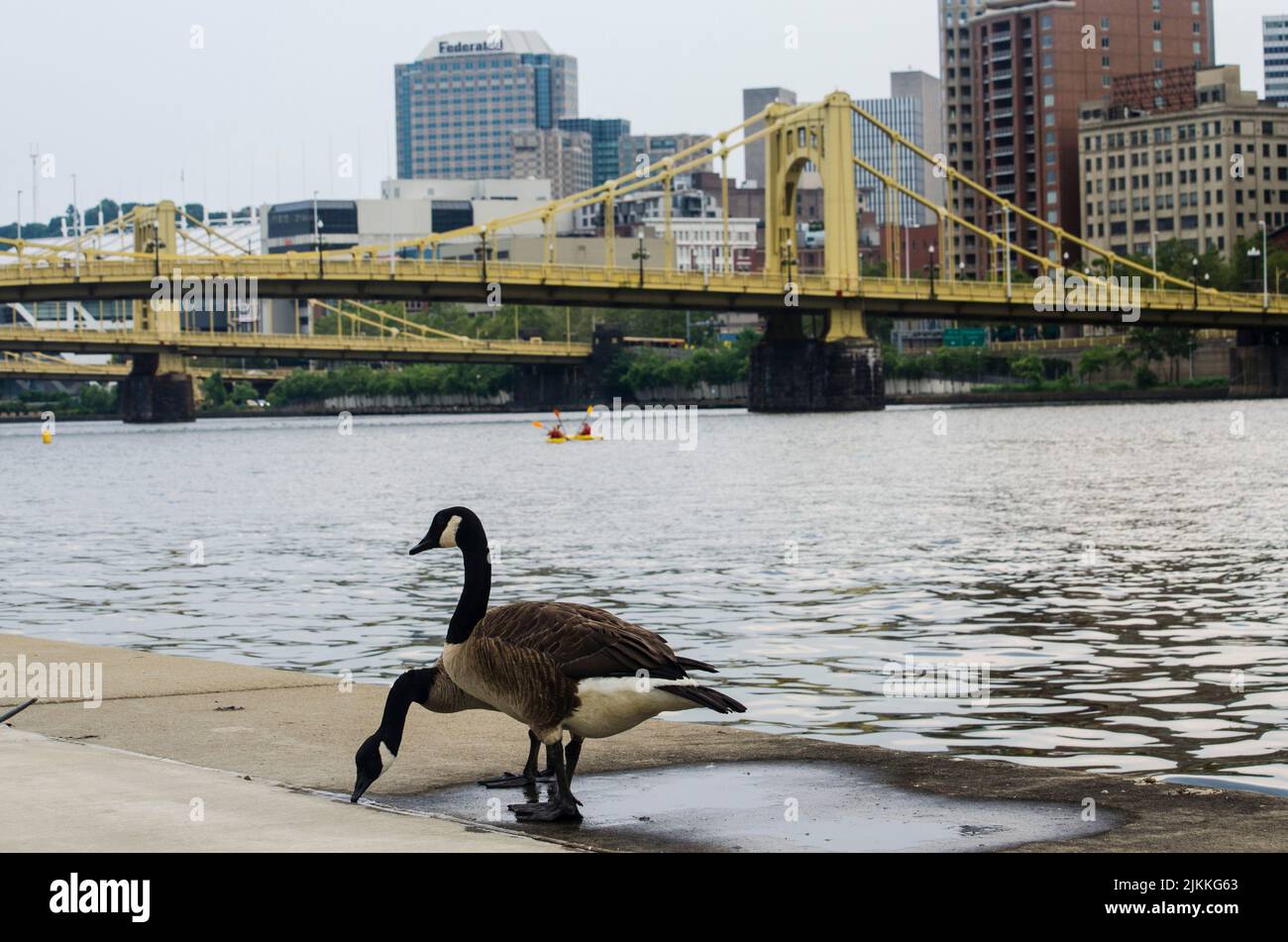 A shot of two geese next to a river and the yellow Pittsburgh bridges ...