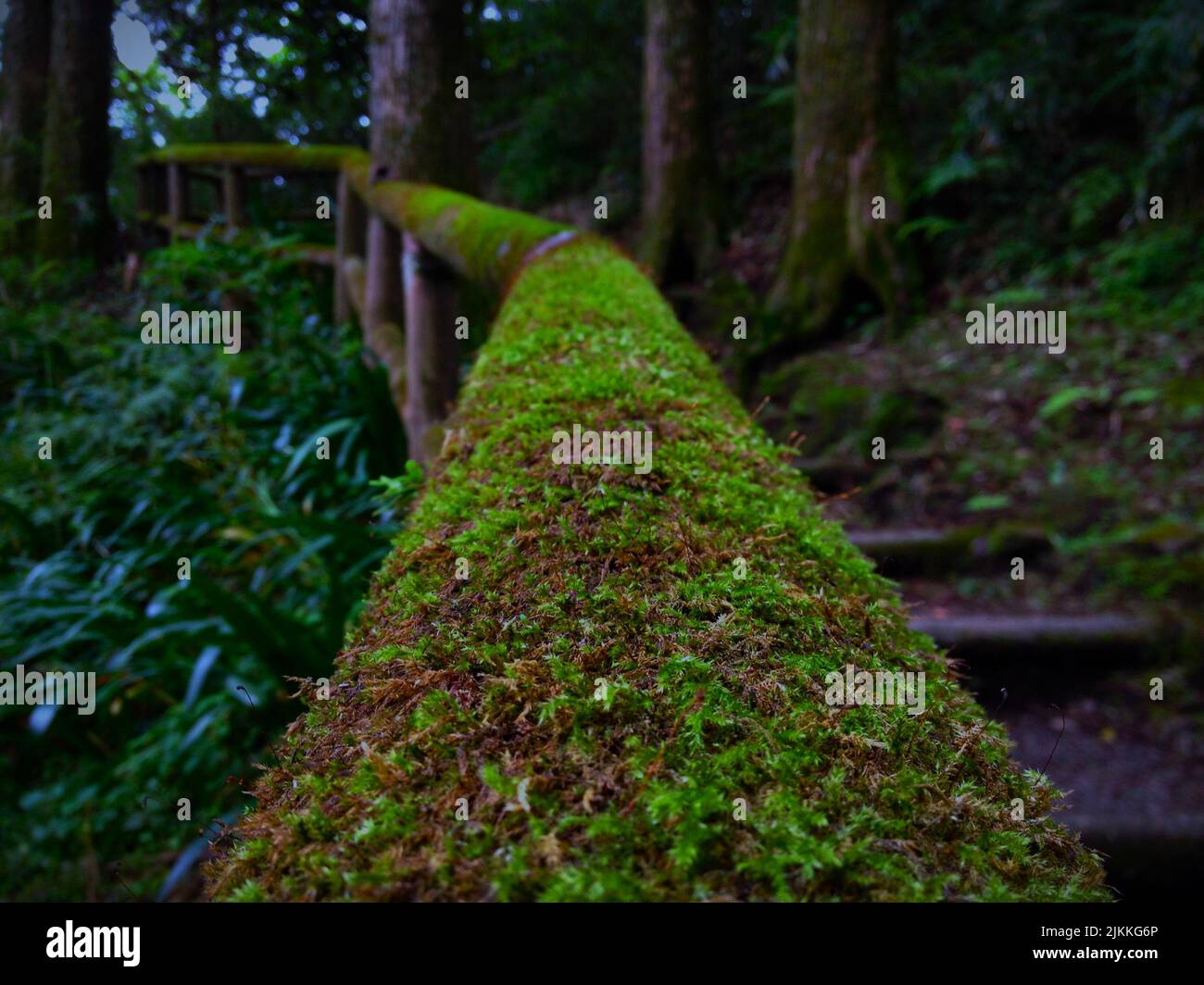 Vegetation covered log hi-res stock photography and images - Alamy