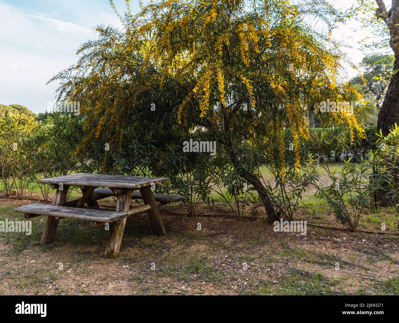 Picnic under tree hi-res stock photography and images - Alamy