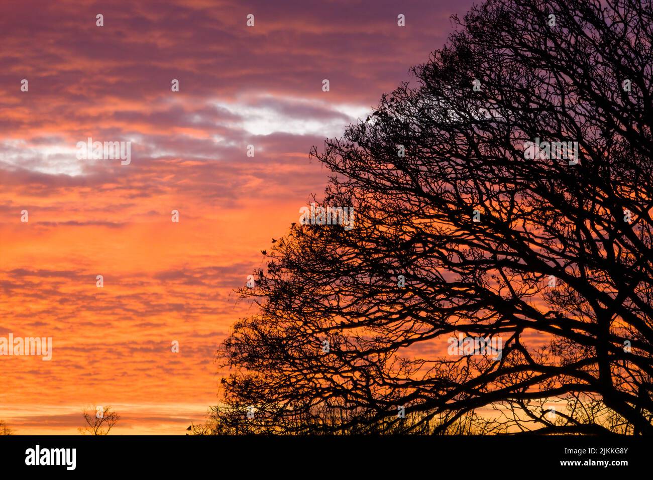 A shot of branches of a large tree and colorful fiery sky at sunset ...
