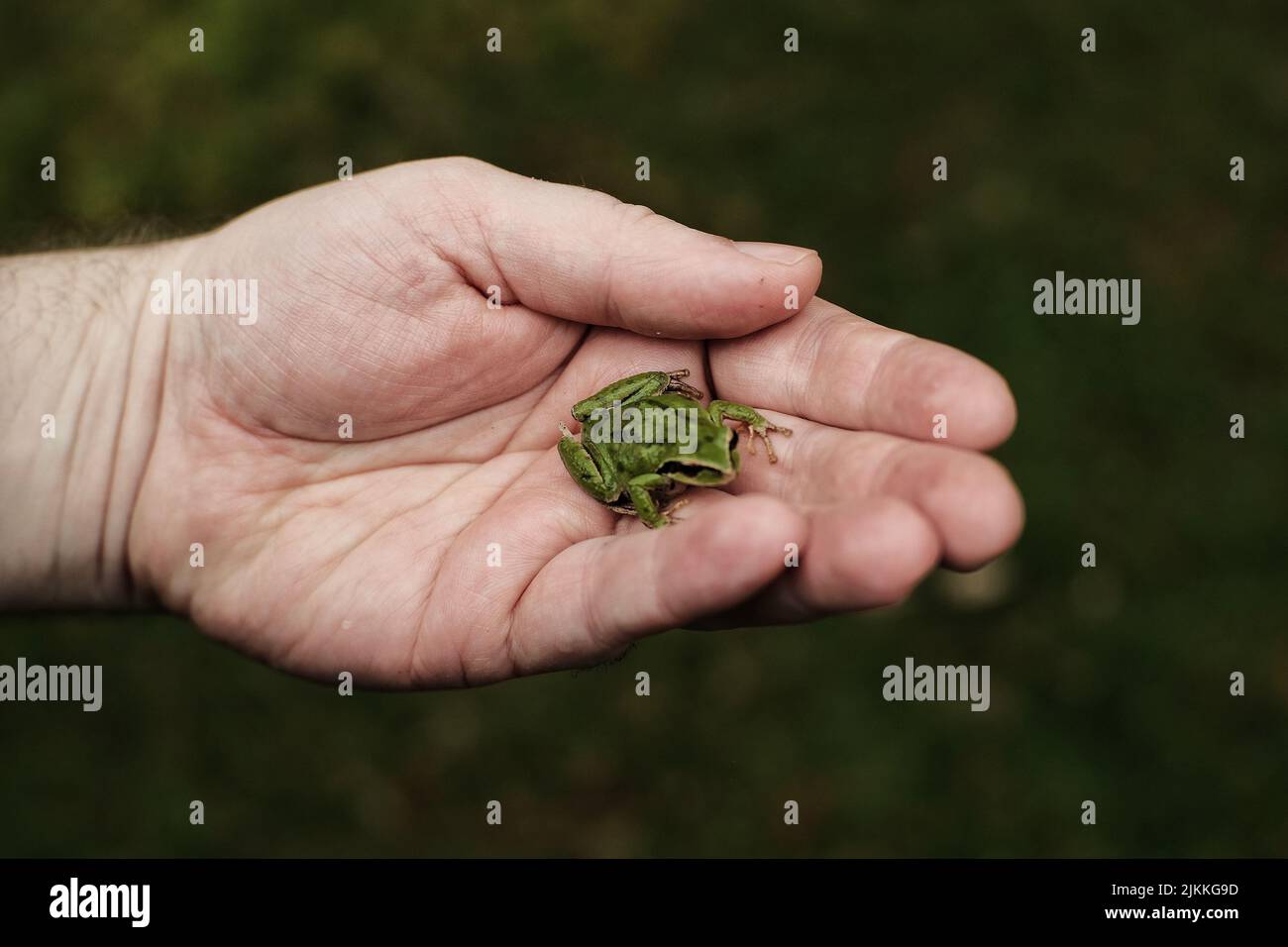Frog person hi-res stock photography and images - Alamy