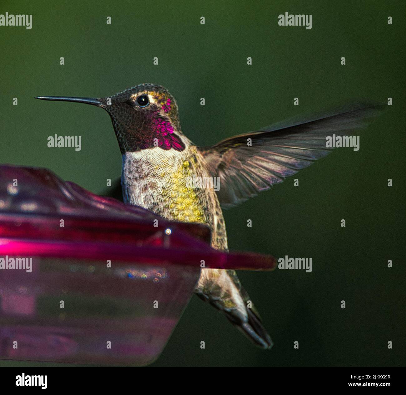 Anna humming bird hi-res stock photography and images - Alamy