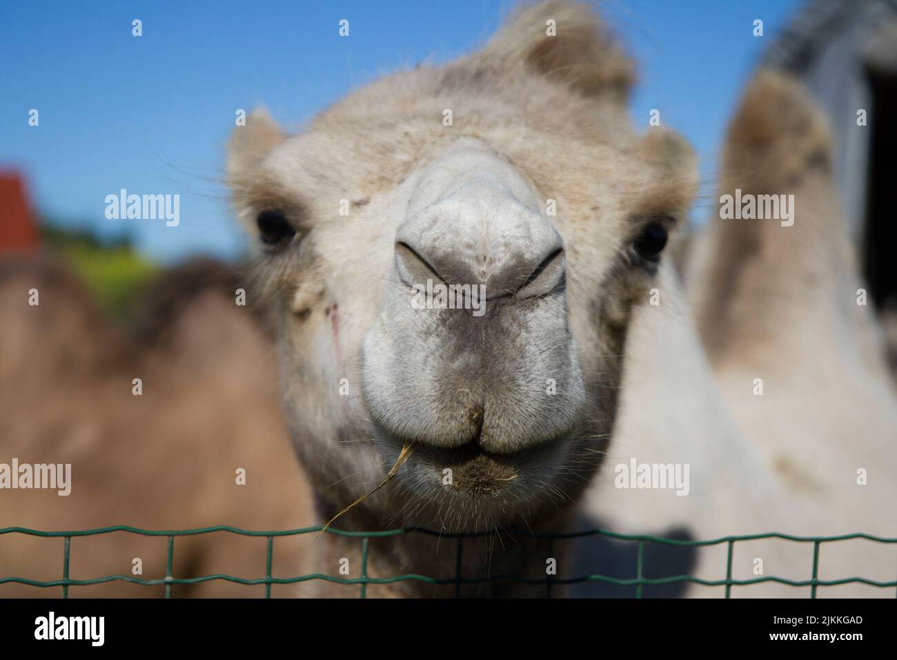 Camel eyes hi-res stock photography and images - Alamy