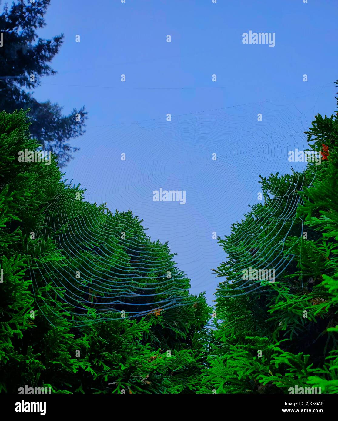 Pattern of trees with sky hi-res stock photography and images - Alamy