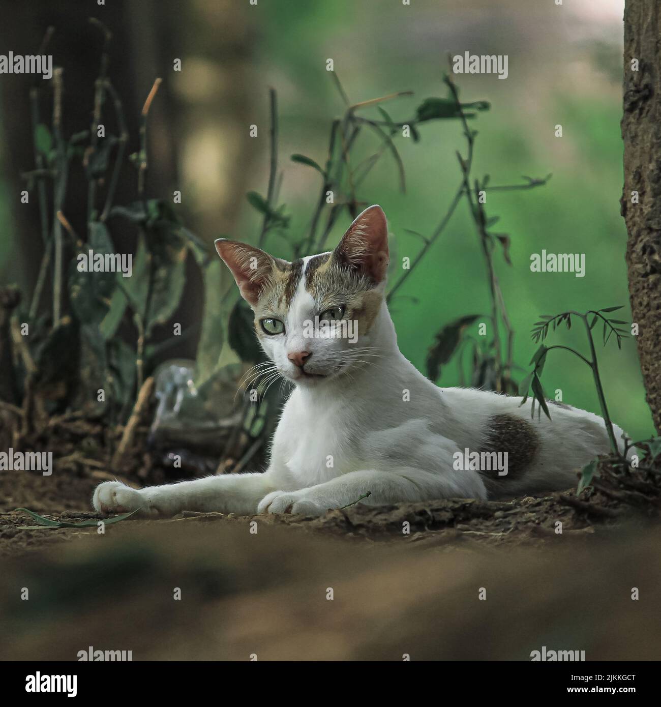 Curious white cat hi-res stock photography and images - Alamy