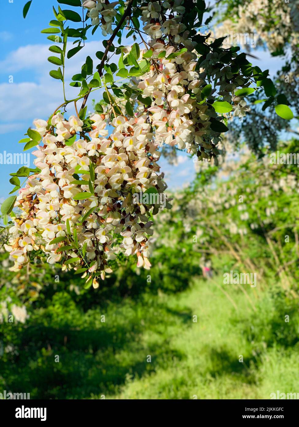 Black locust tree hi-res stock photography and images - Alamy