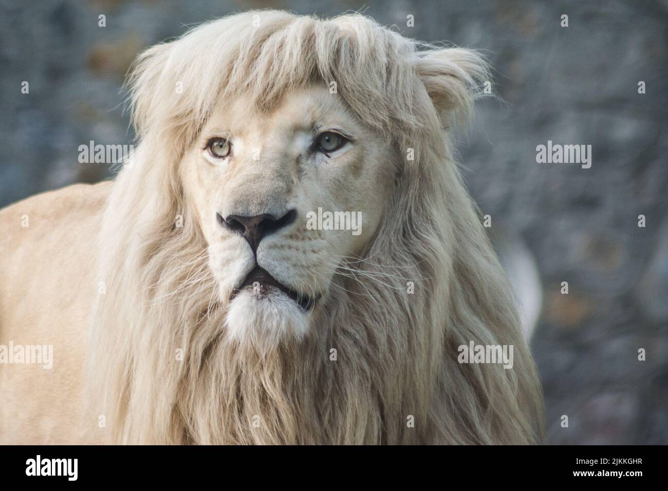 Transvaal lion hi-res stock photography and images - Alamy