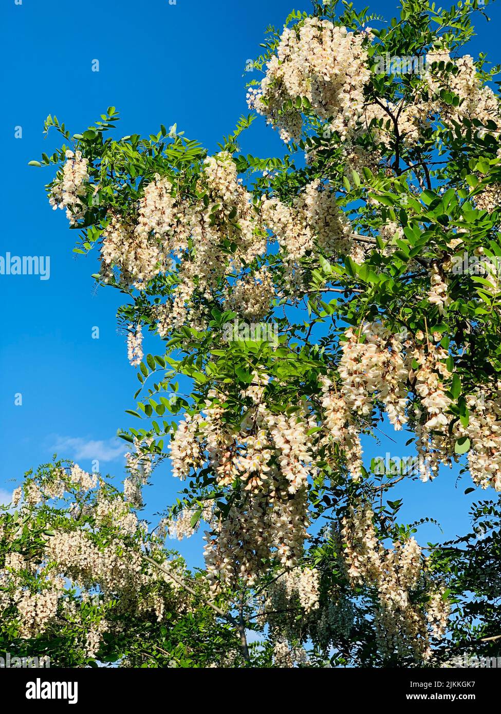 A vertical shot of a black locust tree in flower Stock Photo - Alamy