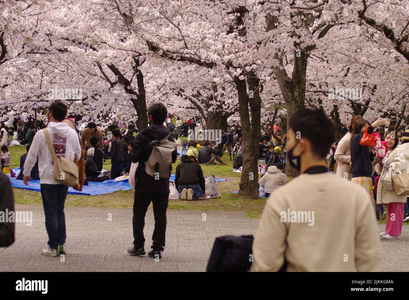 A sakura alley in the spring season when cherry blossoms bloom has ...