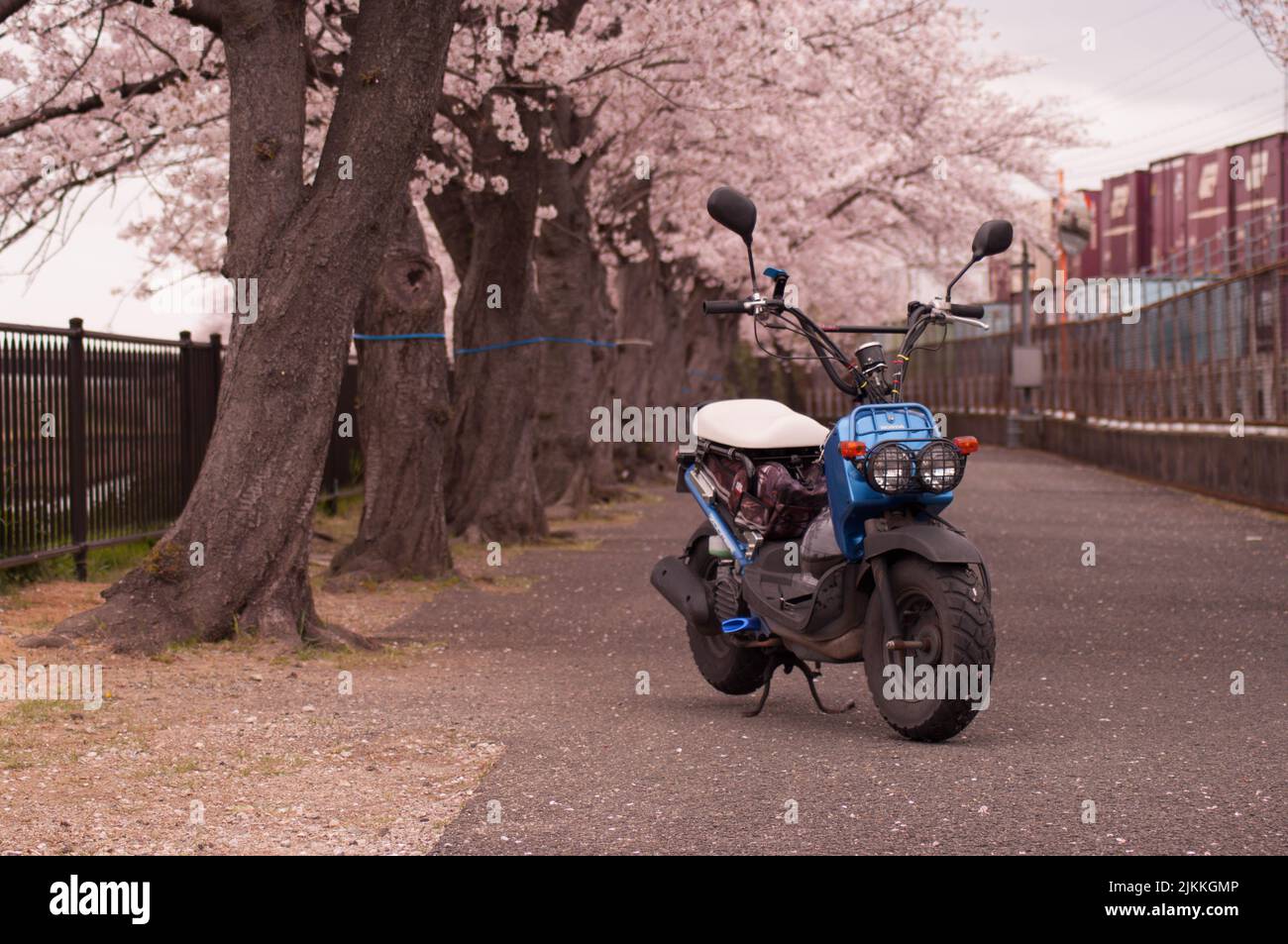 A blue motorcycle stands under a sakura tree Stock Photo - Alamy