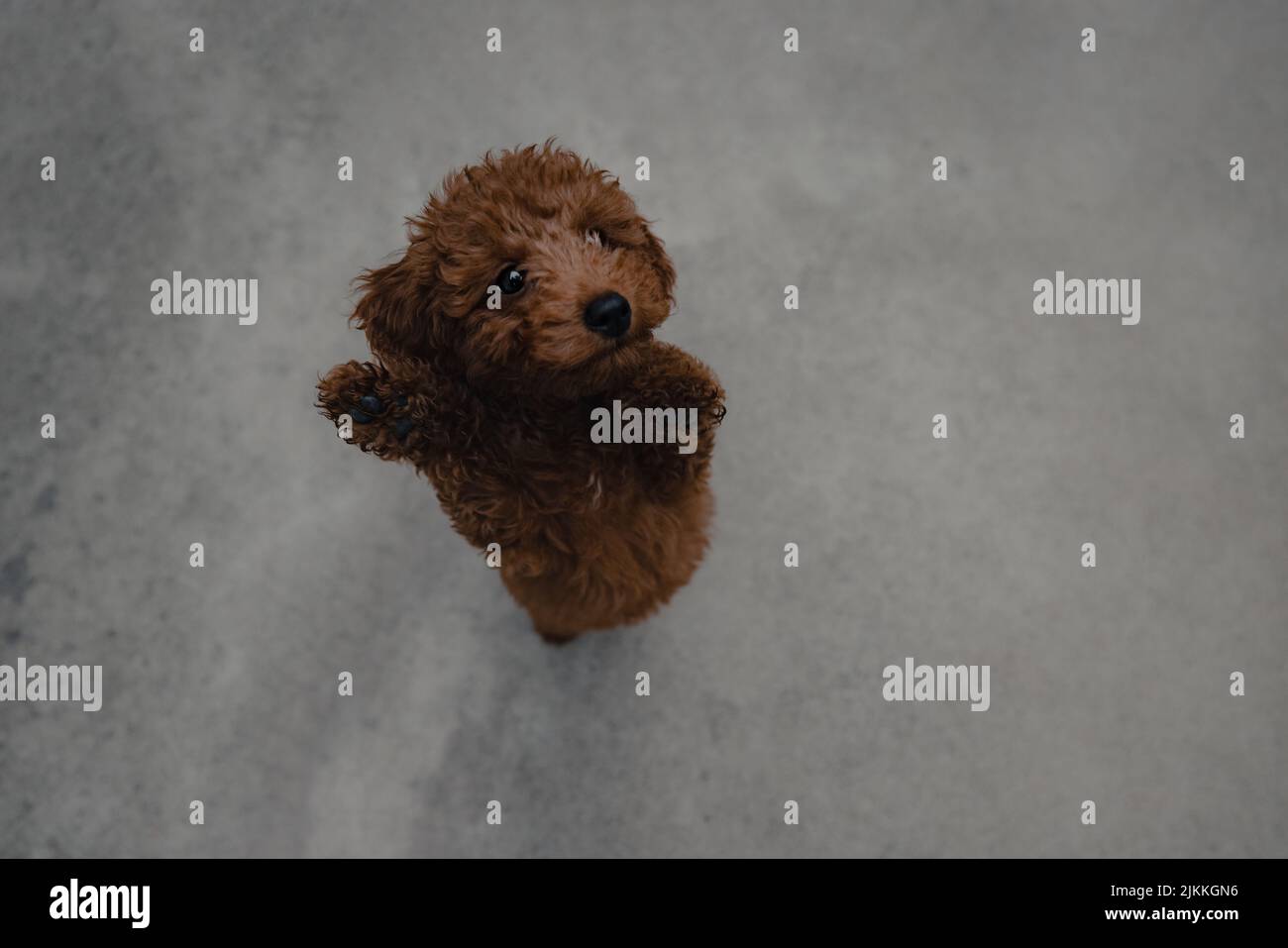 Small fluffy dog purebred hi-res stock photography and images - Alamy