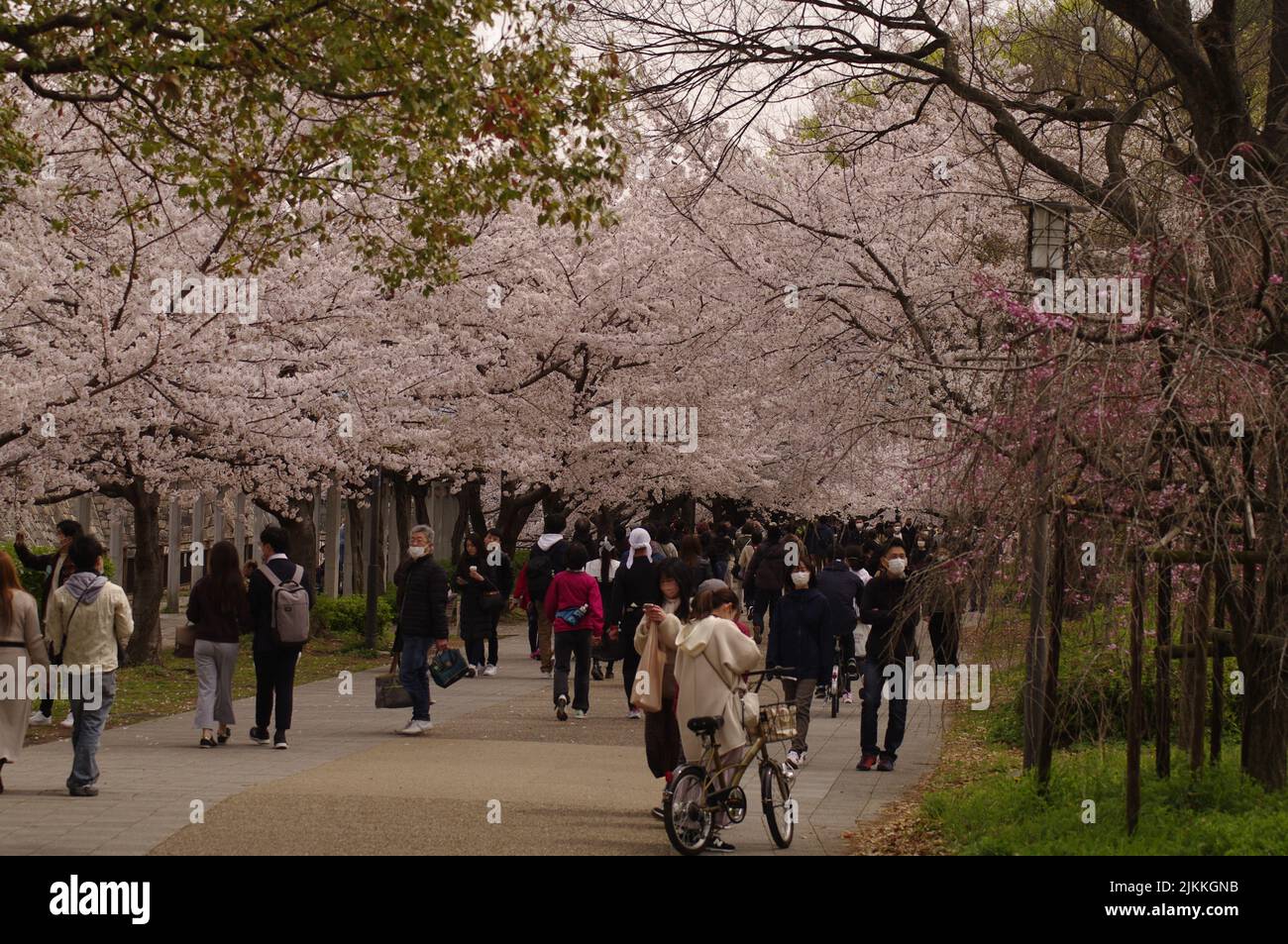 A sakura alley in the spring season when cherry blossoms bloom has ...
