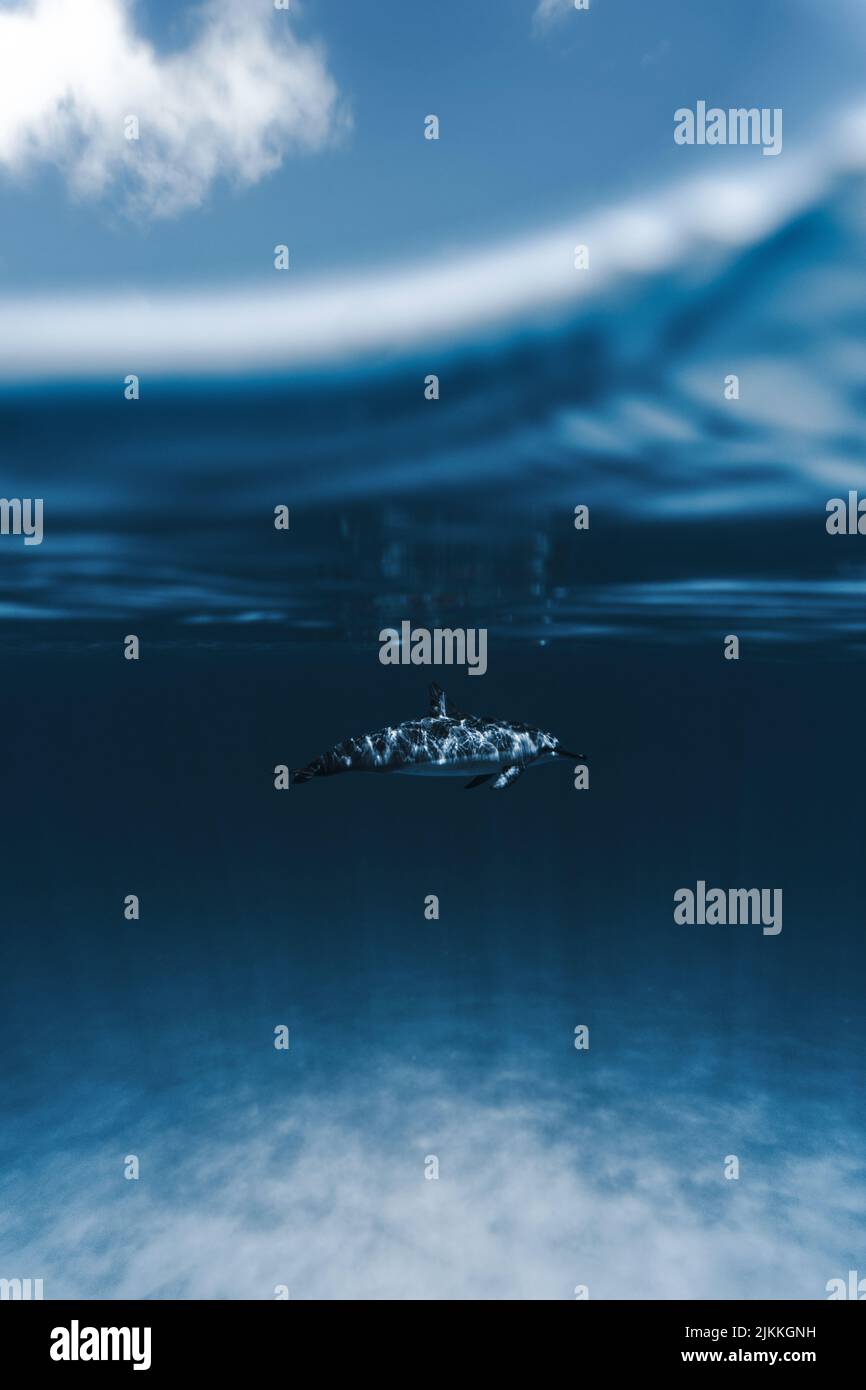 A view of a beautiful dolphin swimming in the ocean Stock Photo - Alamy