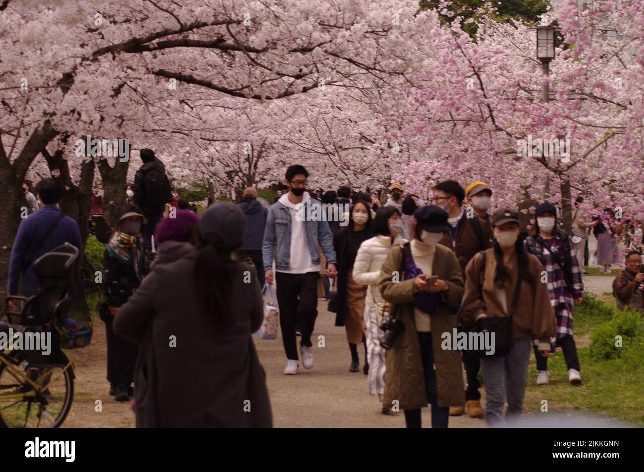 Japan cherry blossom festival hi-res stock photography and images - Alamy