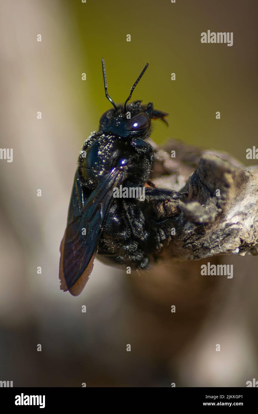 A macro of a black Carpenter bee on wood against the blurry green ...