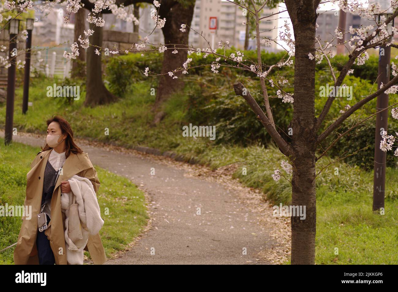 A beautiful cherry blossoms in the spring season in the park, natural ...