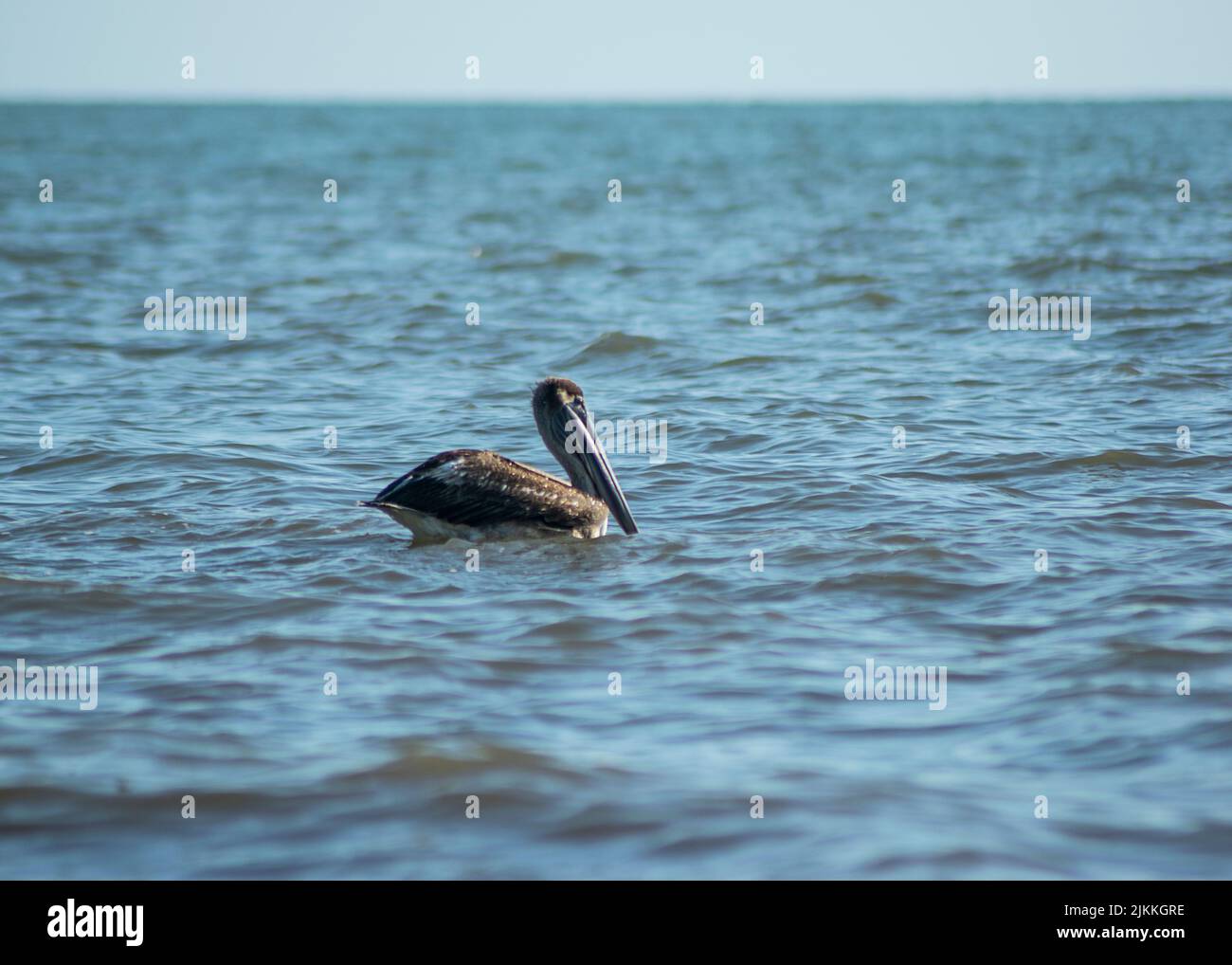 Big waves swimming hi-res stock photography and images - Alamy