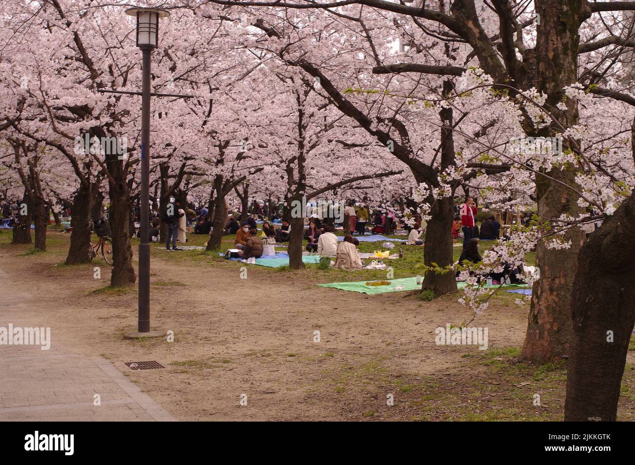 Spring cherry japan people hi-res stock photography and images - Alamy