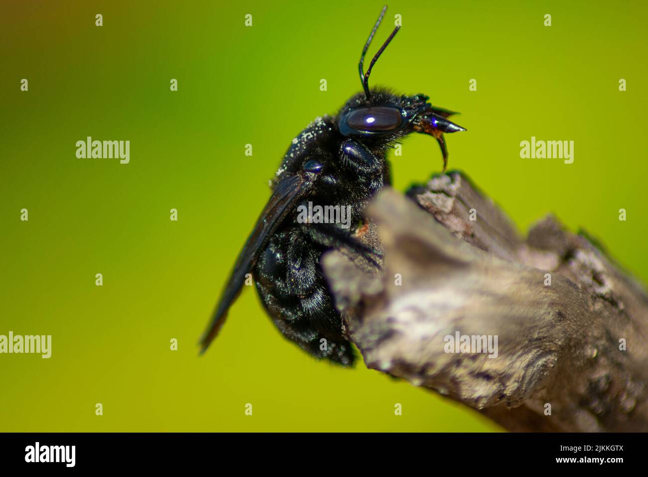 Black wood bee hi-res stock photography and images - Alamy