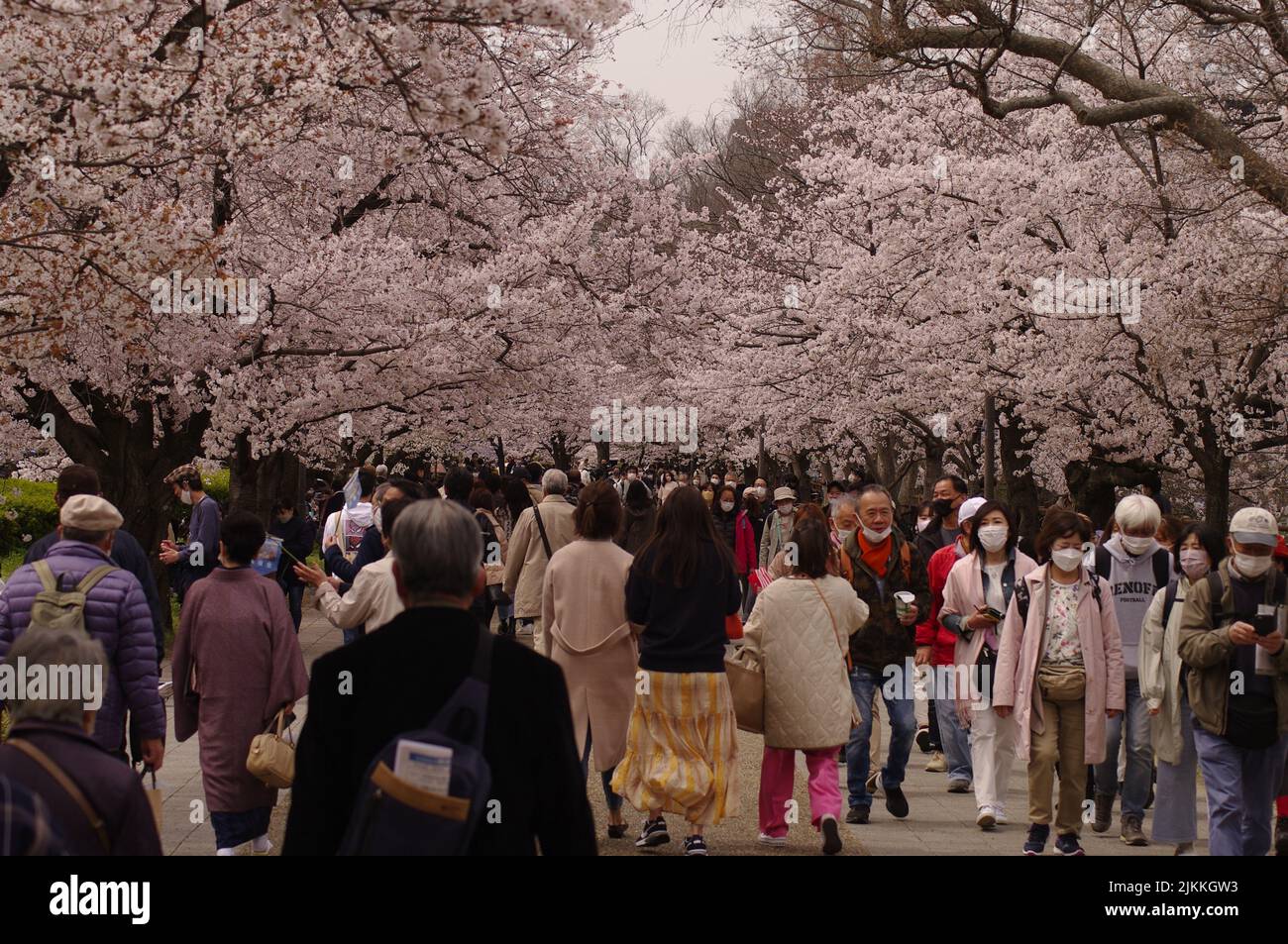 A the cherry blossom season and the traditional Japan Cherry Blossom ...