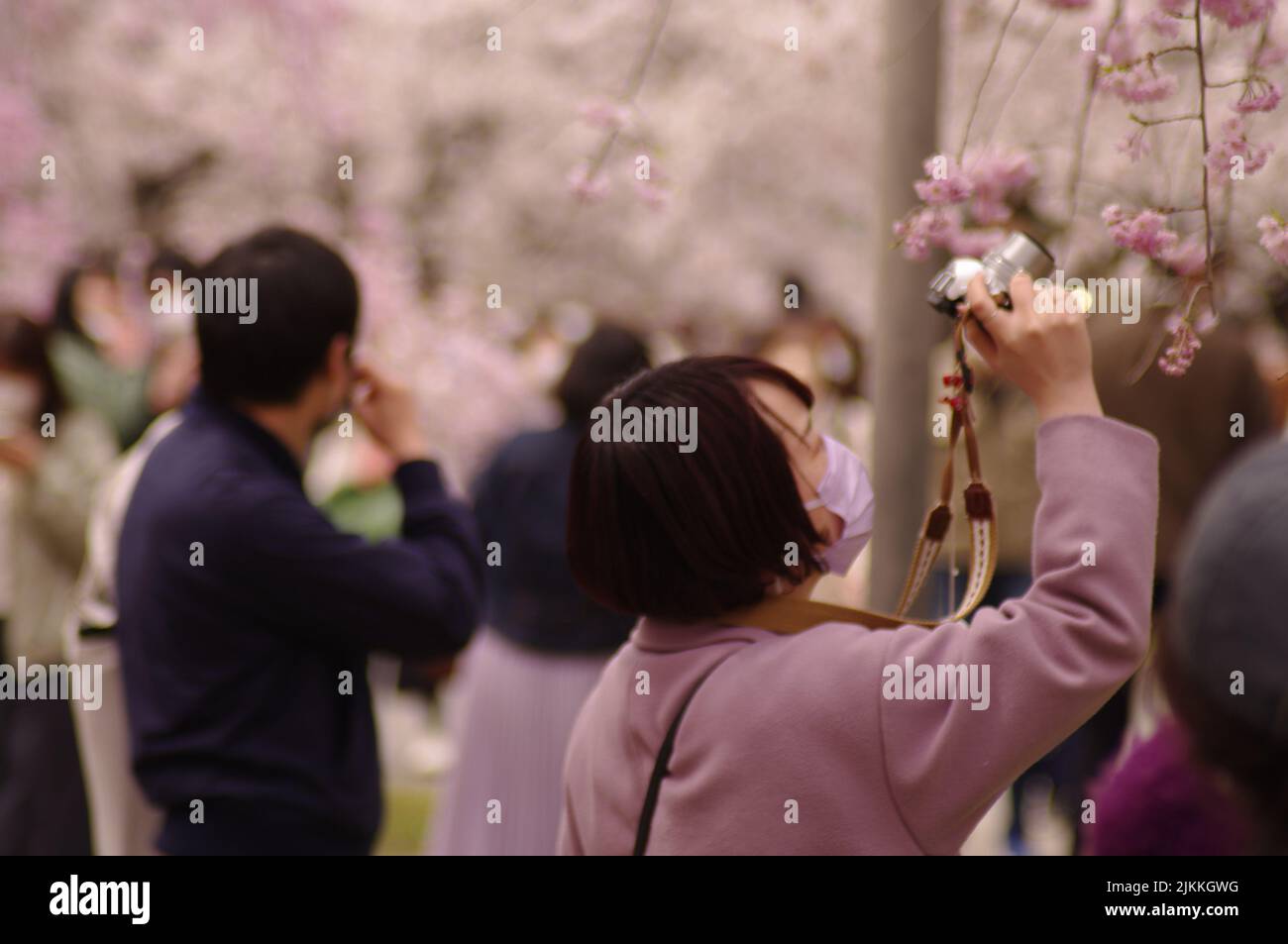 A sakura alley in the spring season when cherry blossoms bloom has ...