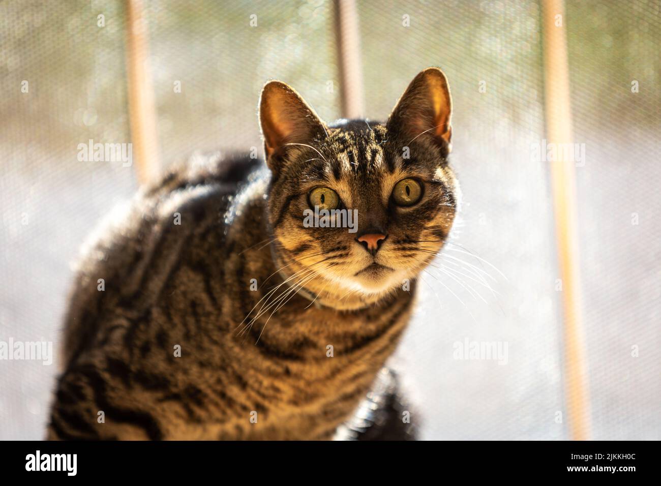 Very seriously cat hi-res stock photography and images - Alamy