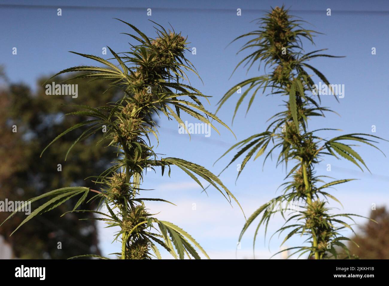 Cannabis tree hi-res stock photography and images - Alamy