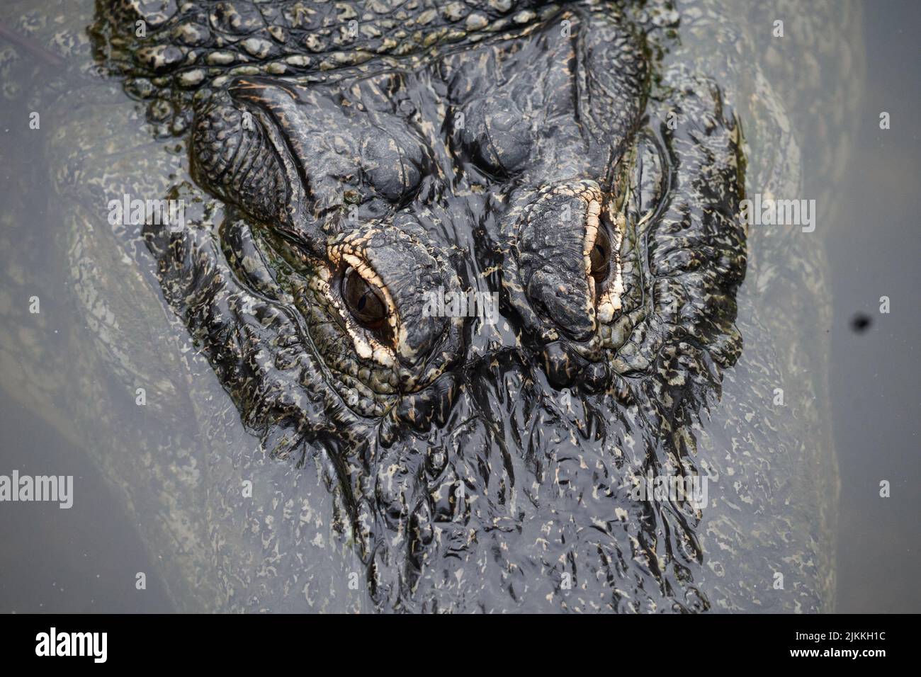 Alligator underwater view hi-res stock photography and images - Alamy
