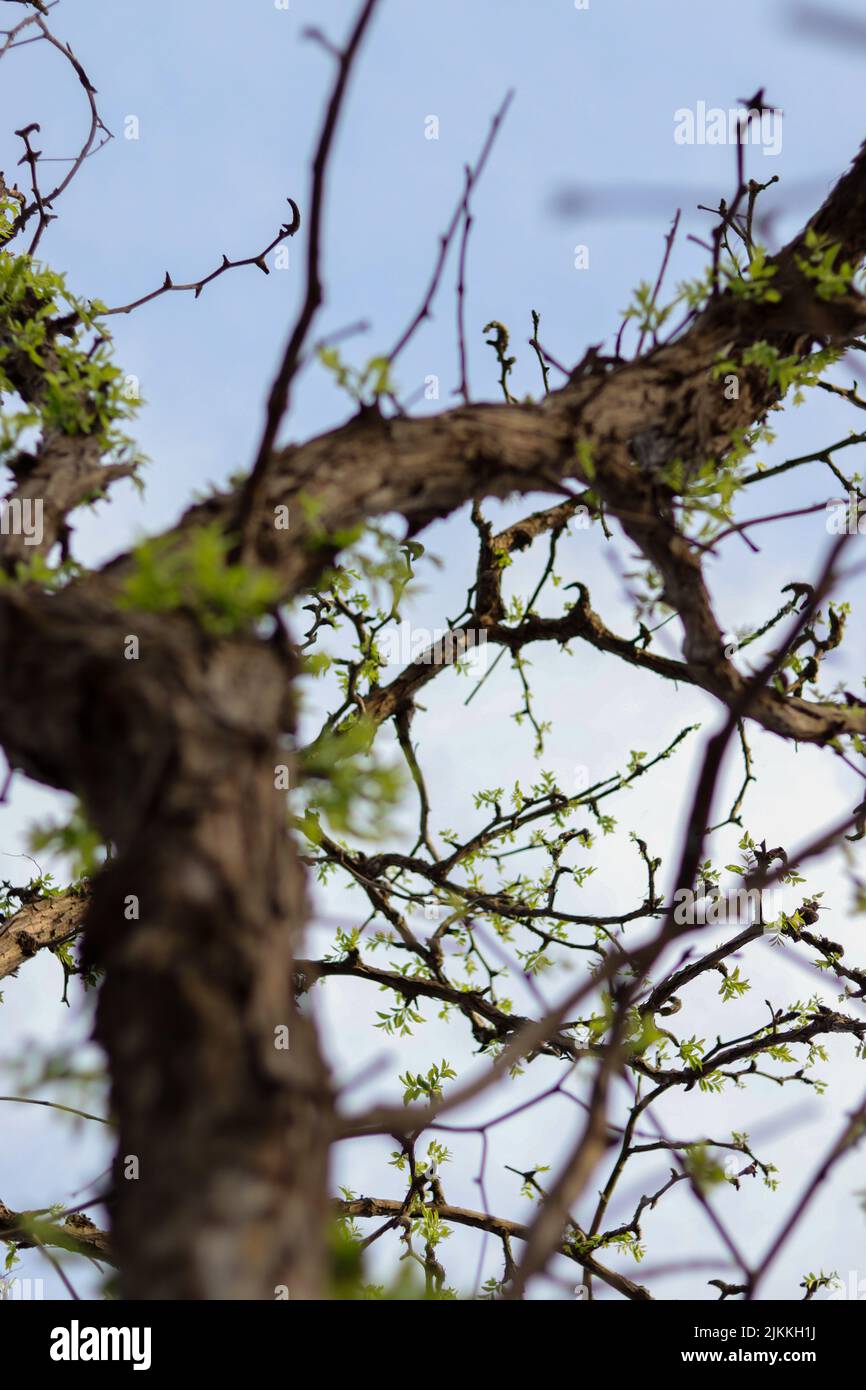 A vertical close-up shot of baby leaves growing on a tree Stock Photo ...