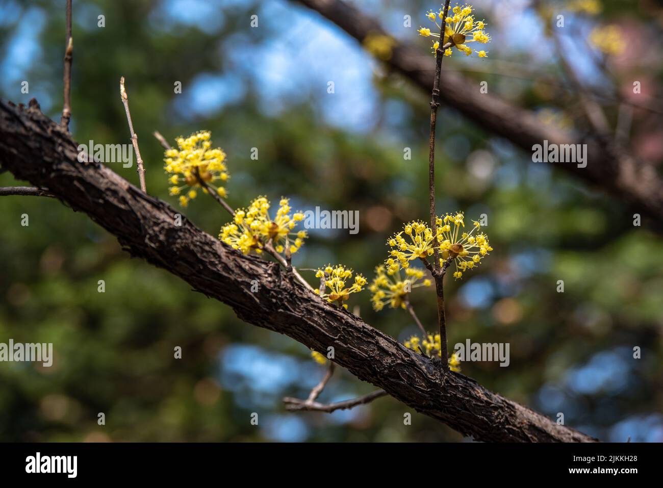 A selective focus shot of the Cornelian cherry(Cornus mas) flowers on a ...