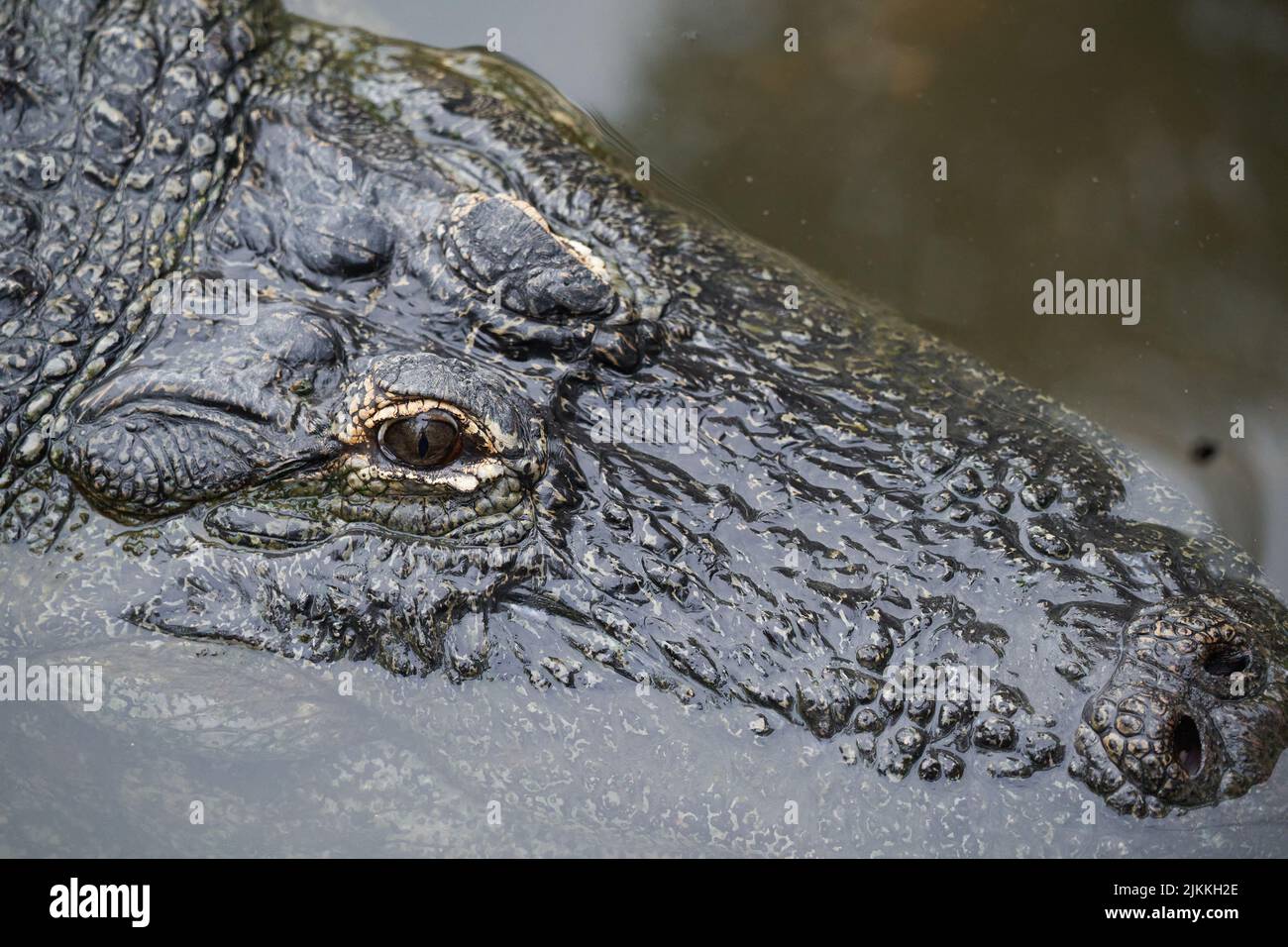 Dangerous huge crocodile hi-res stock photography and images - Alamy