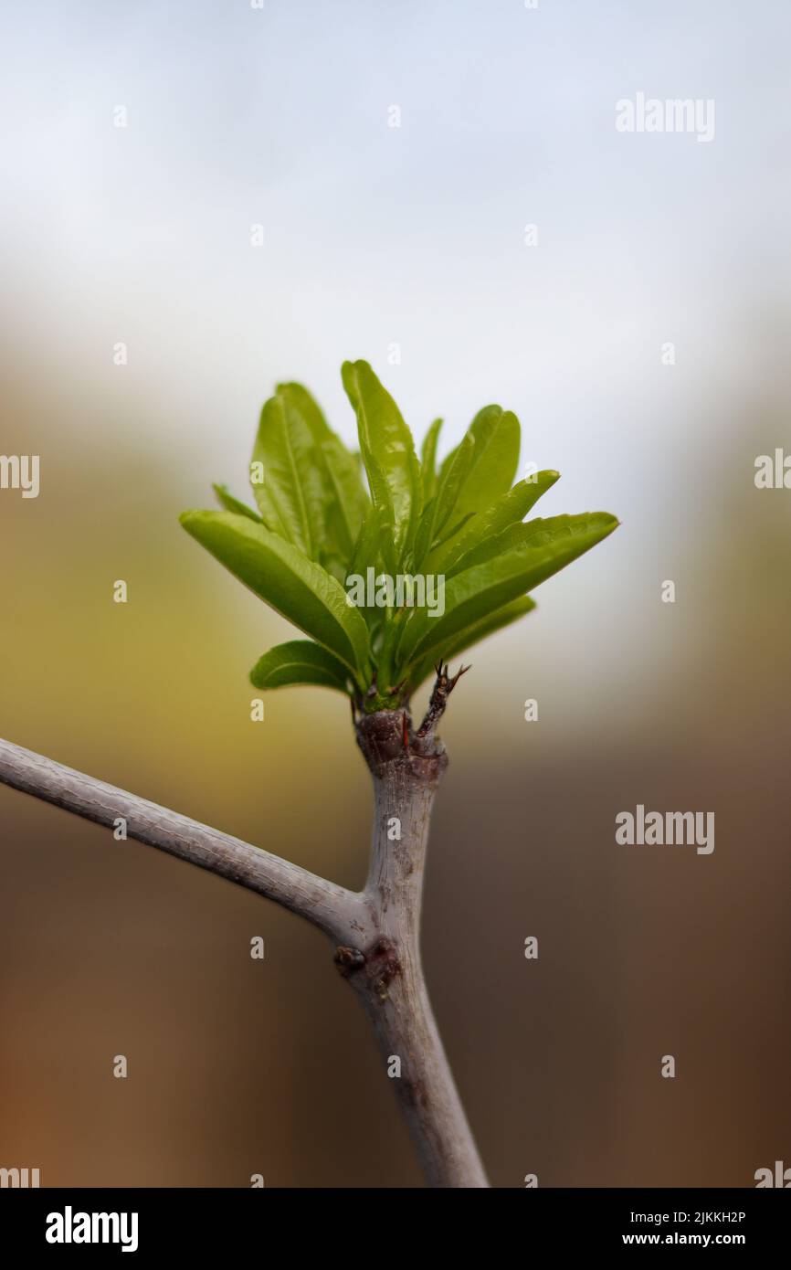 New leaves growing on tree hi-res stock photography and images - Alamy