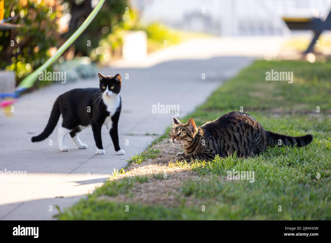 Two cats outside hi-res stock photography and images - Alamy