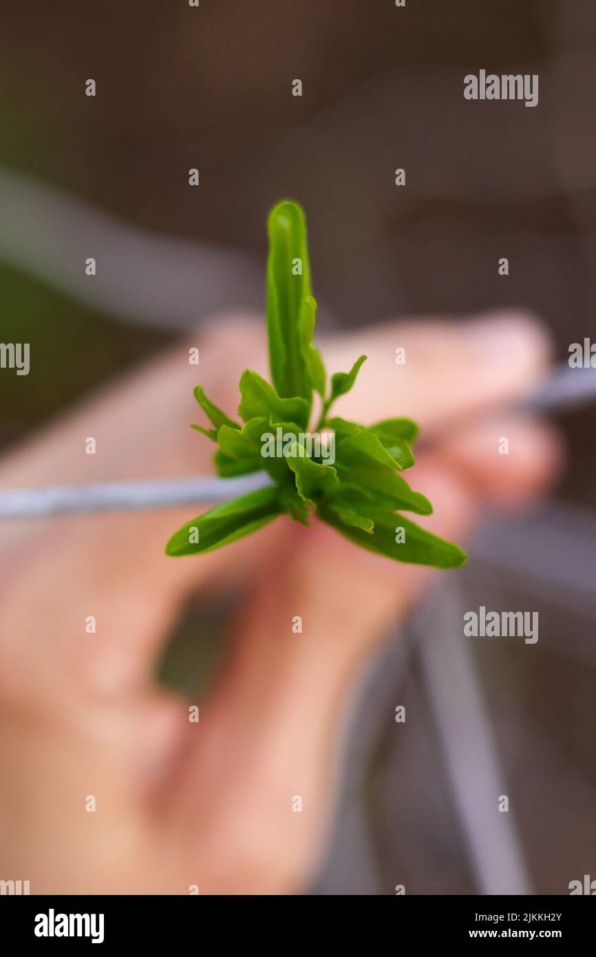 Hand holding tree branch hi-res stock photography and images - Alamy