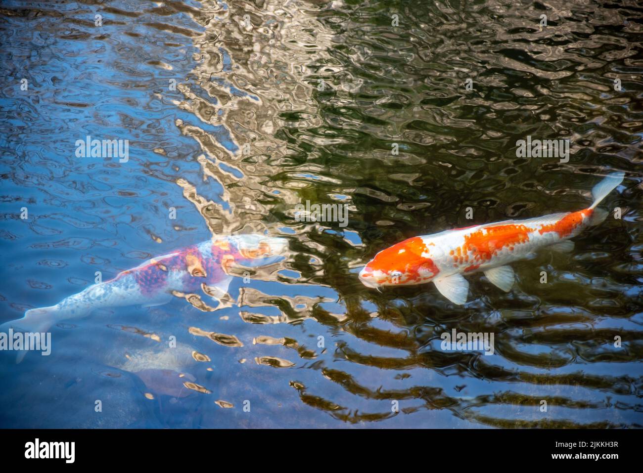 A beautiful shot of two koi fishes in the water next to each other ...