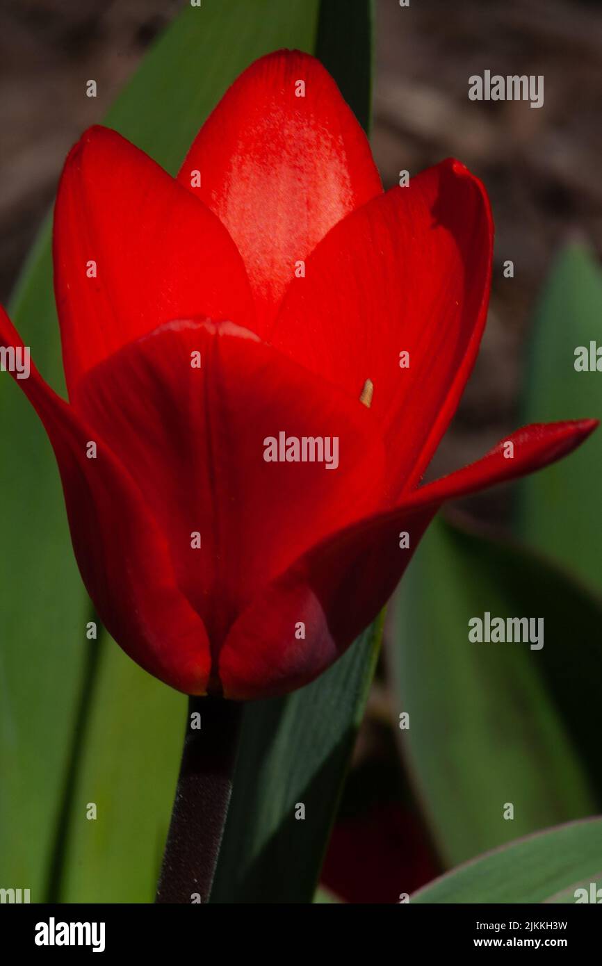 Closeup tulip leaves hi-res stock photography and images - Alamy