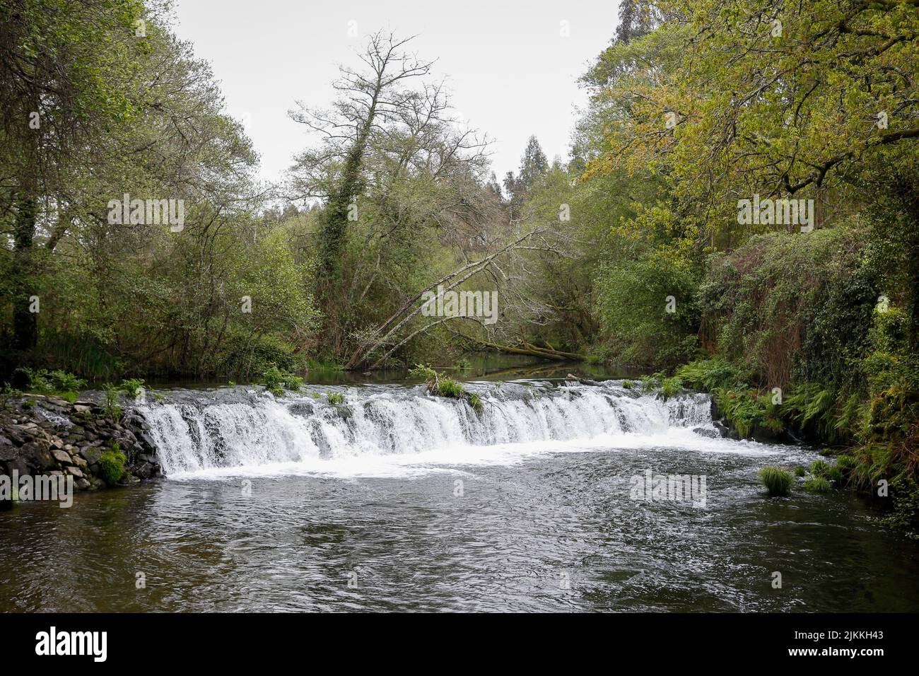 A mesmerizing view of water streaming in a river with lots of trees ...