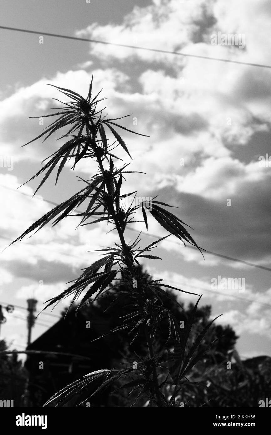 Cannabis tree hi-res stock photography and images - Alamy