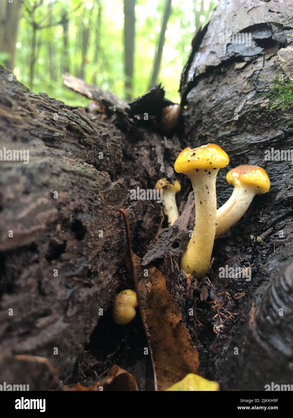 Leotia hi-res stock photography and images - Alamy