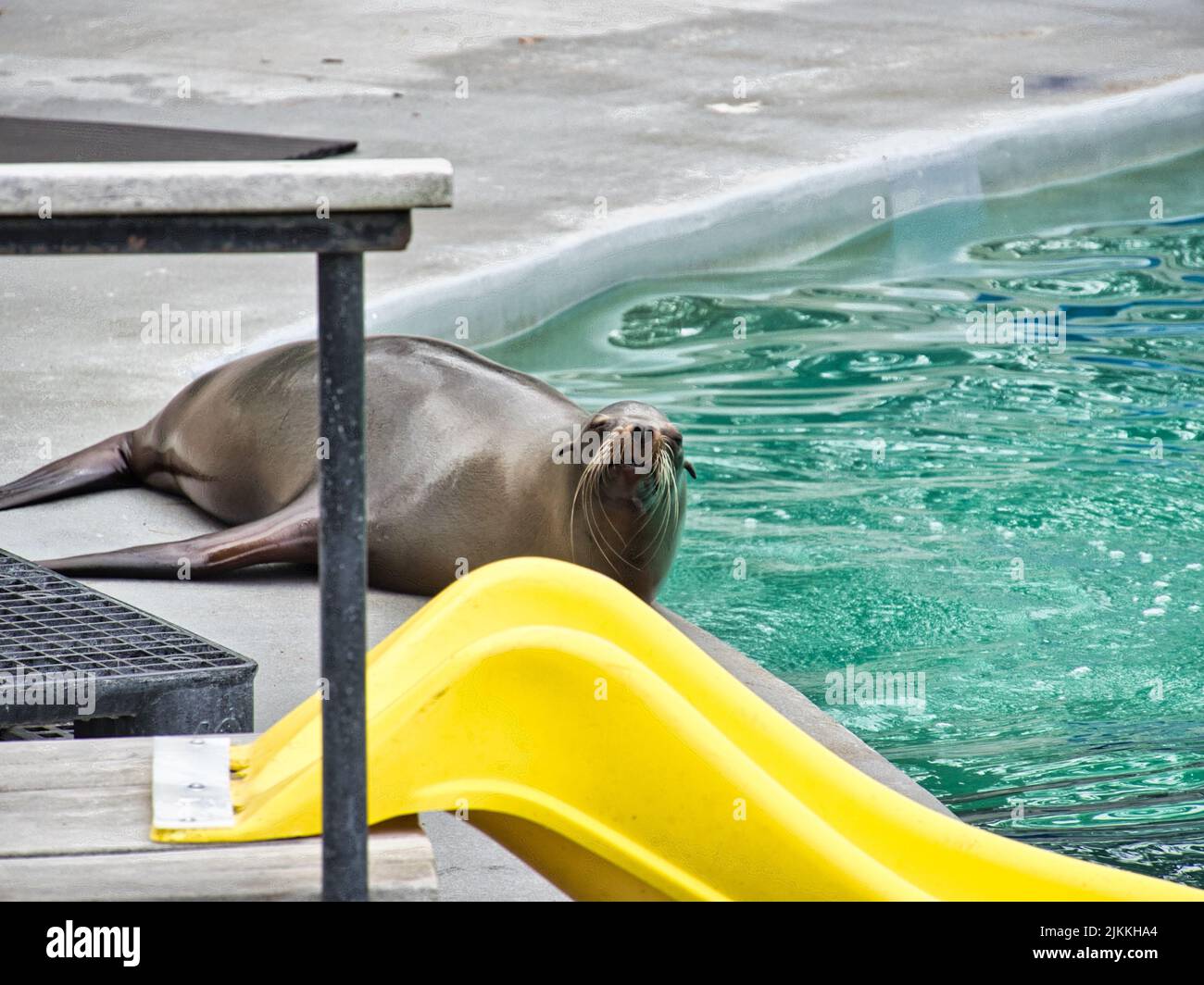 A cute wet sea lion lying on a concrete floor next to a plastic slider ...
