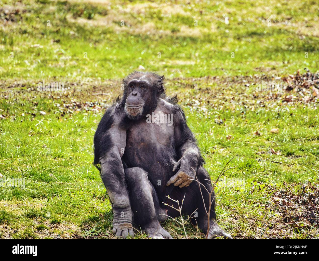 Monkey in grass hi-res stock photography and images - Alamy