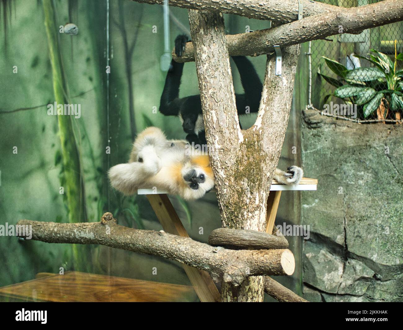 Two cute white-cheeked Gibbons having fun on wooden branches Stock ...