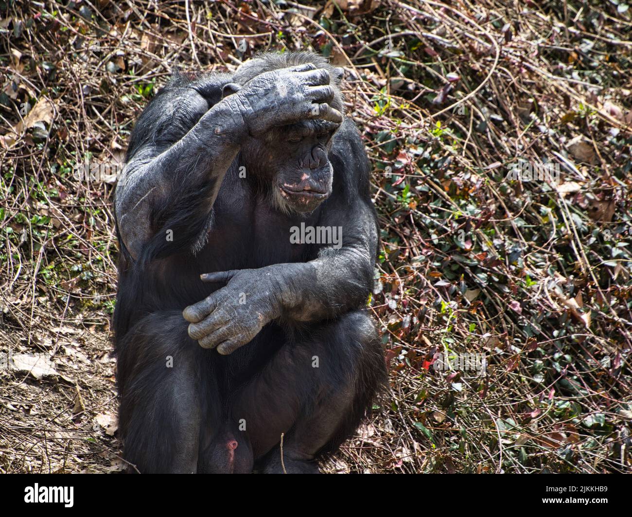 Monkey hand on head hi-res stock photography and images - Alamy