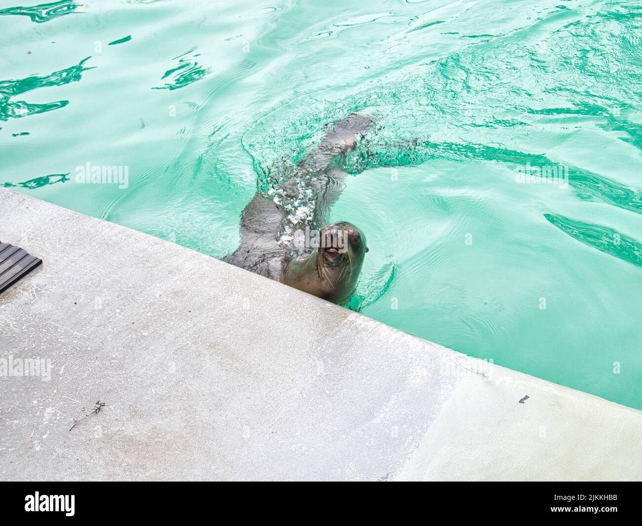 Wild swimming in pool hi-res stock photography and images - Alamy