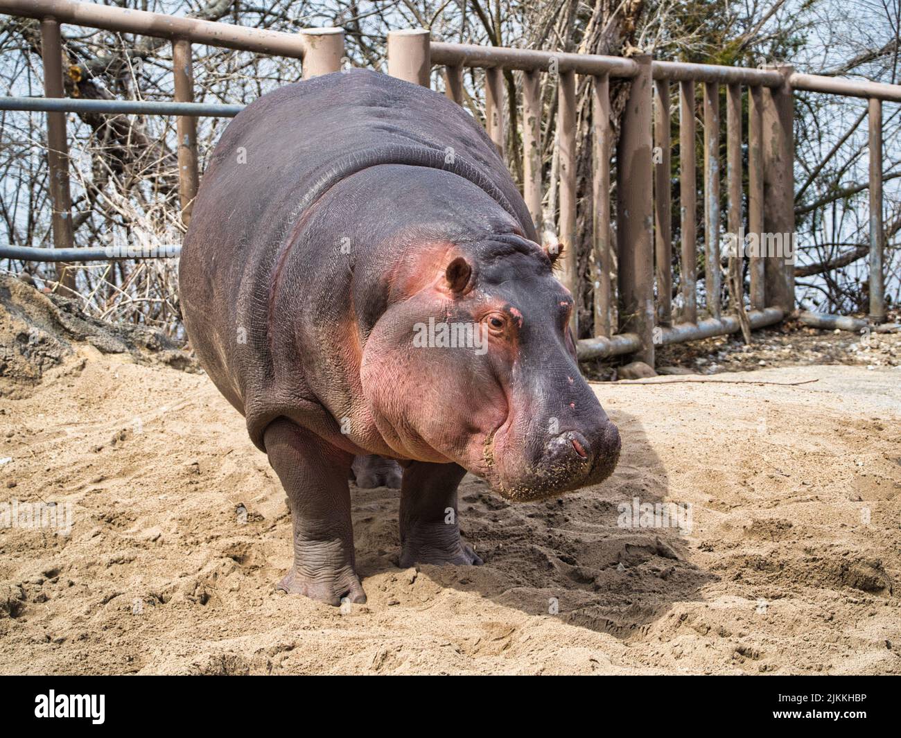 A close-up shot of a Hippopotamus at the Kansas City Zoo Stock Photo ...