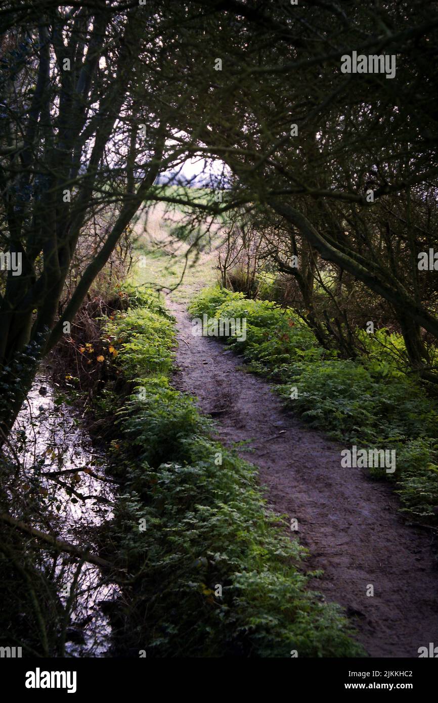 a vertical shot of a river in the middle of the forest Stock Photo - Alamy