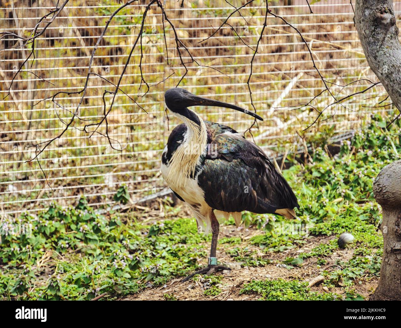 A selective focus shot of a straw-necked Ibis at the Kansas City Zoo ...