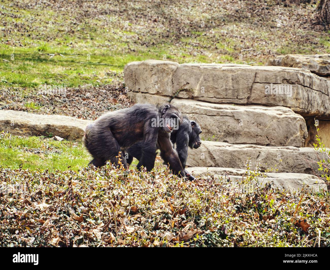 Two chimpanzees walking together on the ground full of foliage at the ...